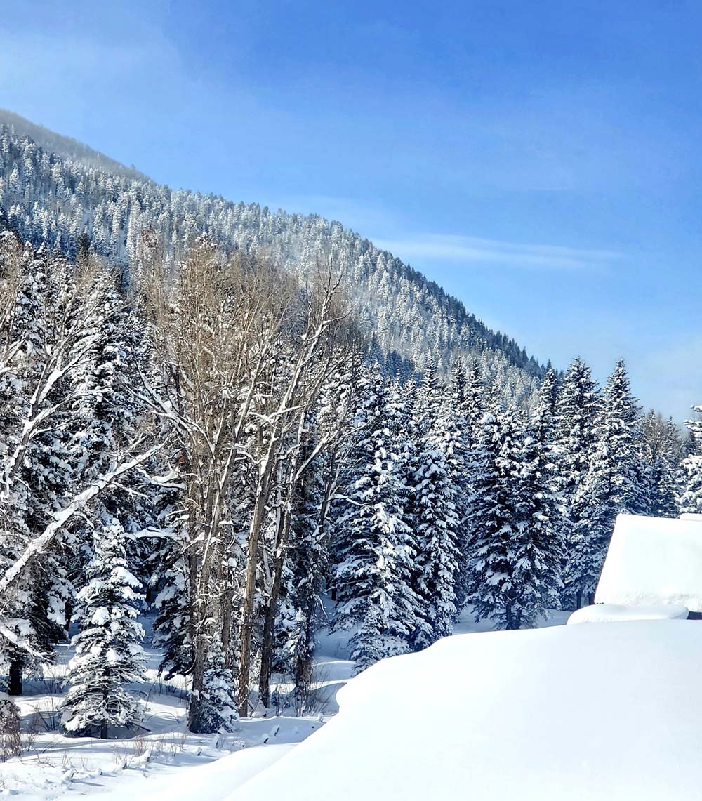 About – Green Snow Oasis